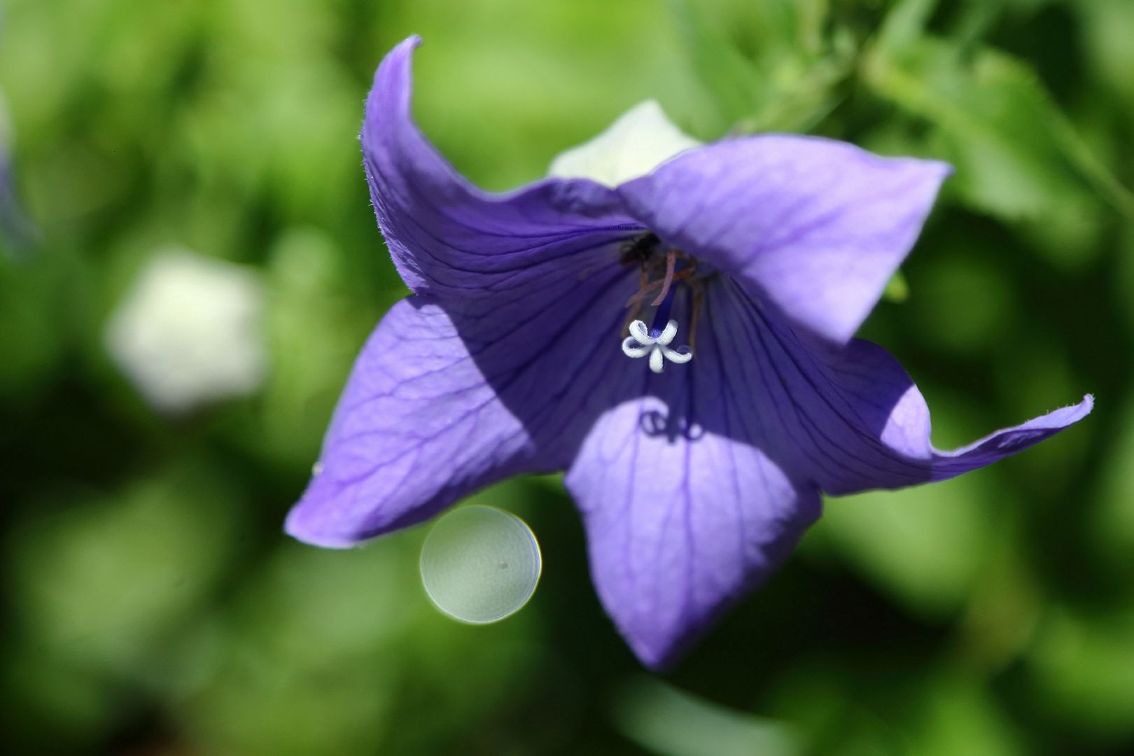 河川環境楽園 （2）桔梗の巻